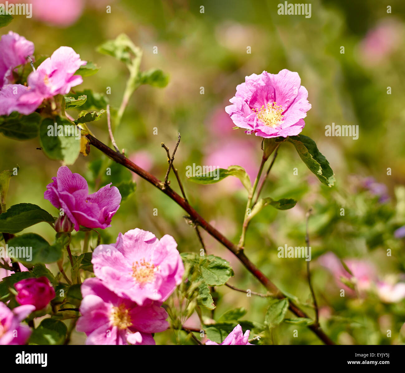 Roses in bloom in a rose garden in south Finland Stock Photo - Alamy
