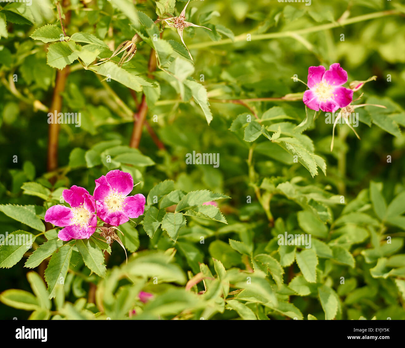Roses in bloom in a rose garden in south Finland Stock Photo - Alamy