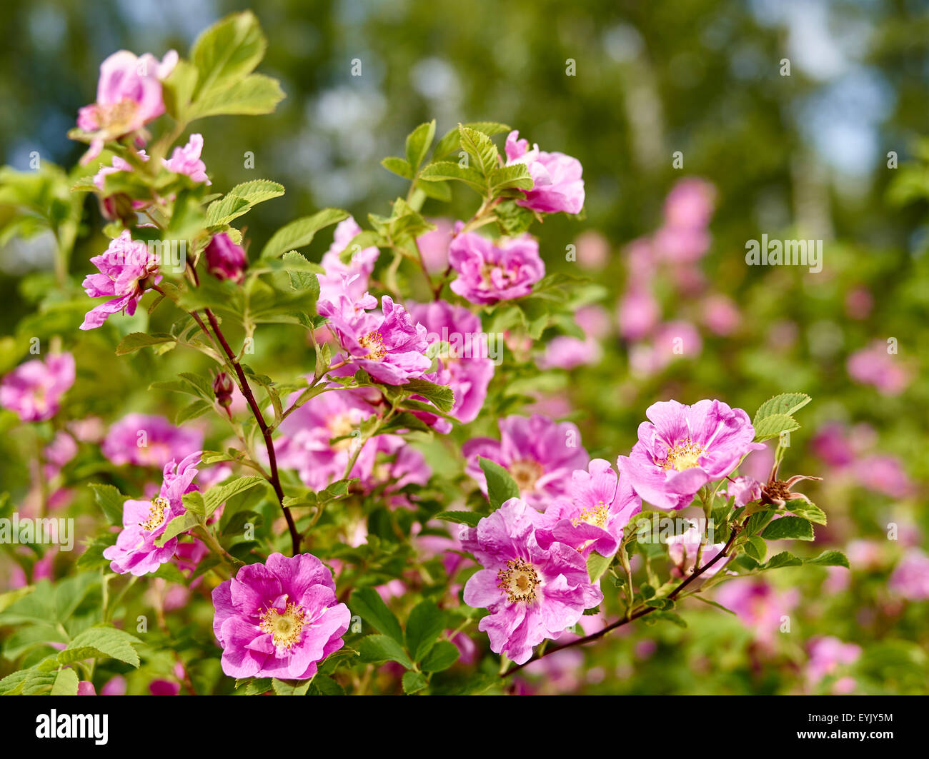 Roses in bloom in a rose garden in south Finland Stock Photo - Alamy