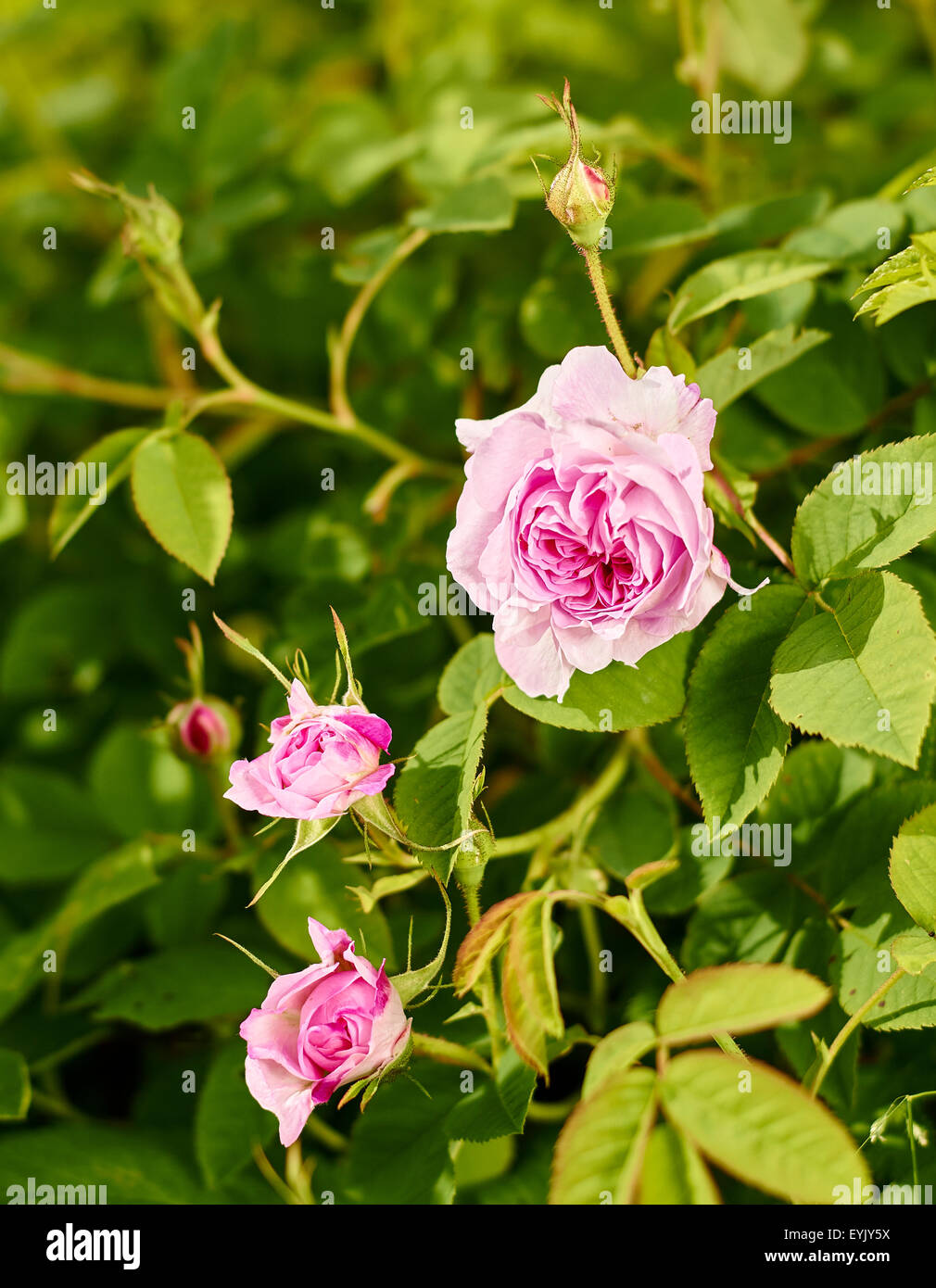 Roses in bloom in a rose garden in south Finland Stock Photo - Alamy