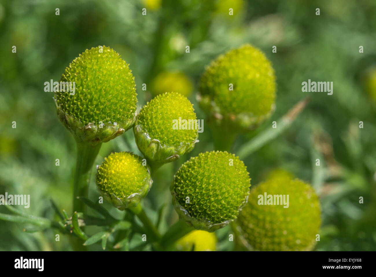 Ramune hi-res stock photography and images - Alamy