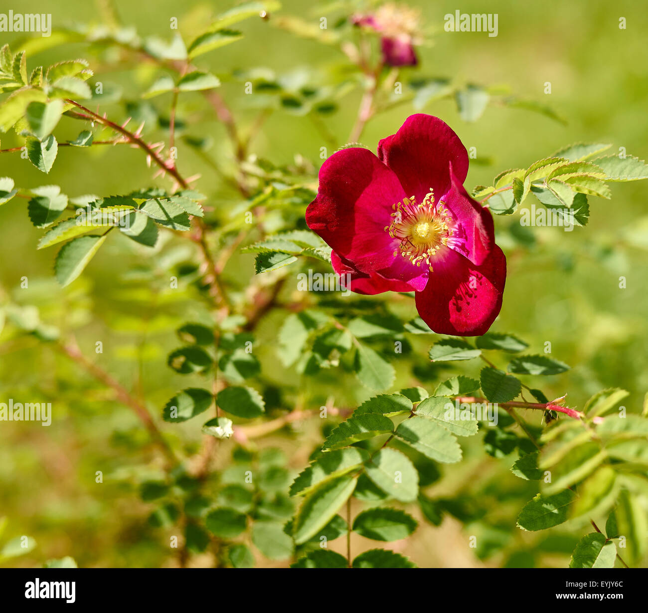 Roses in bloom in a rose garden in south Finland Stock Photo - Alamy