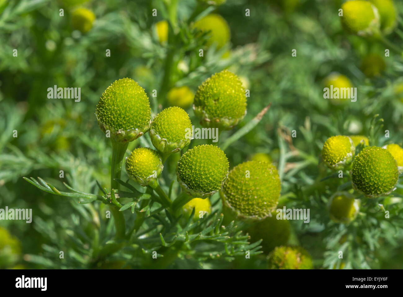 Pineapple weed / Matricaria discoidea plant in flower - the yellow ...