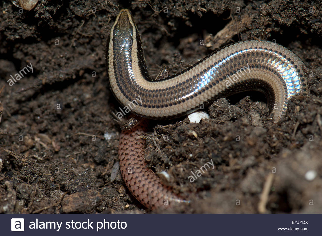 Indian Skink High Resolution Stock Photography and Images - Alamy