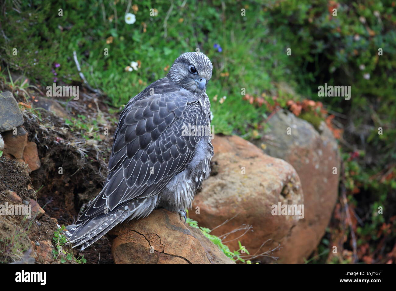 young Gyrfalcon Gerfalcon Iceland Stock Photo - Alamy
