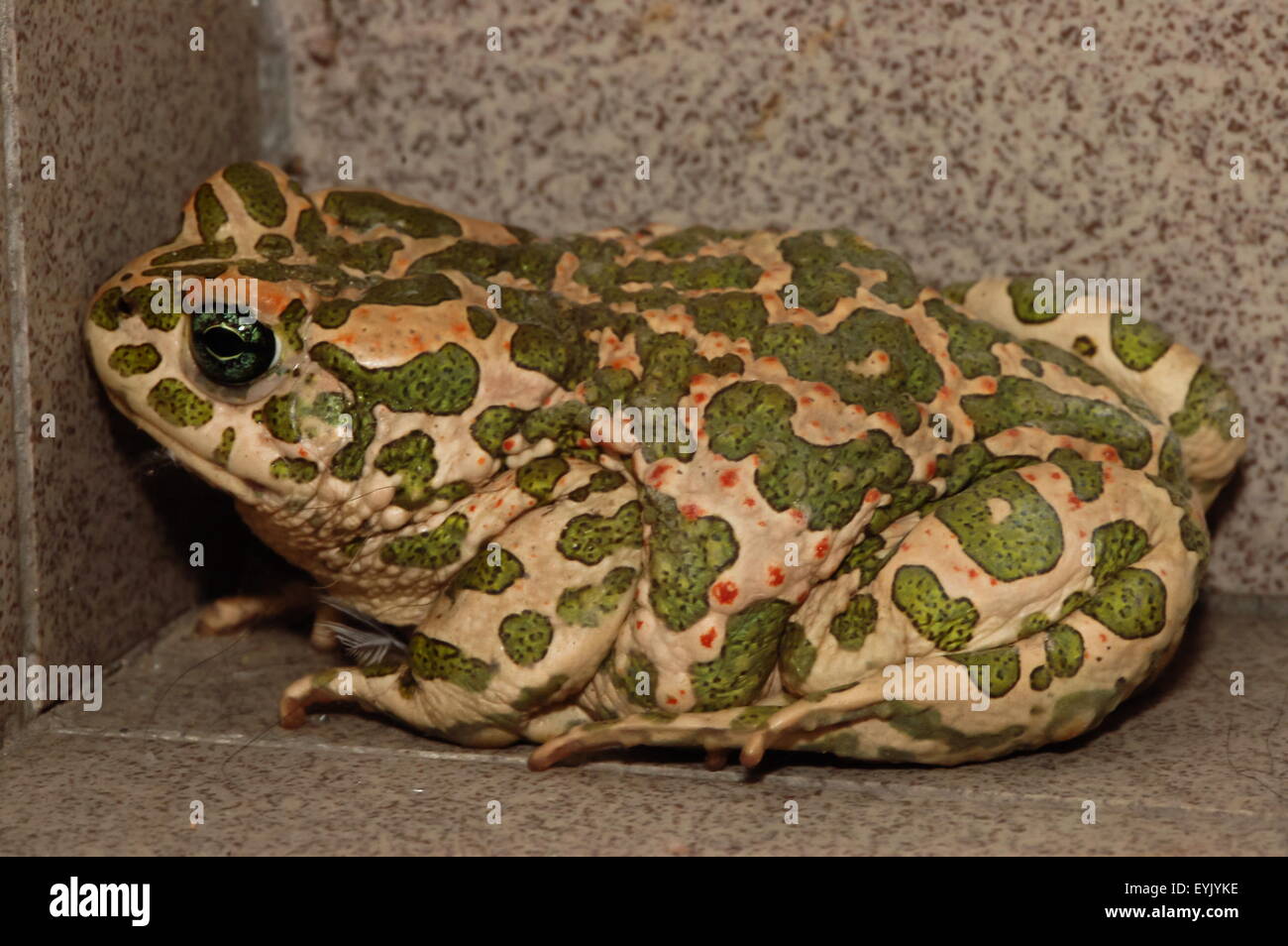 Common European Toad Stock Photo - Alamy