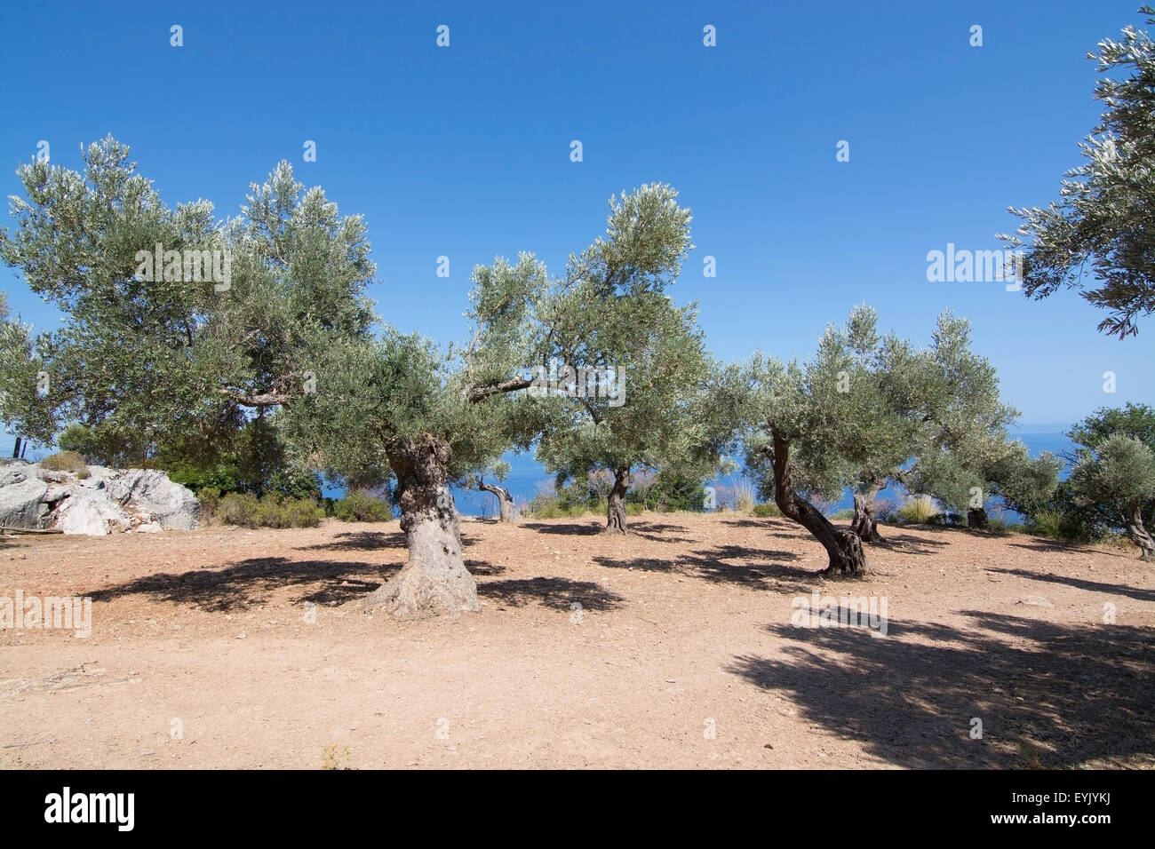 Rural olive trees in a seaside farm with Mediterranean ocean view in ...