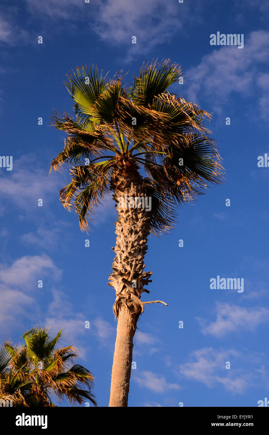 Green Palm Canarian Tree Stock Photo - Alamy