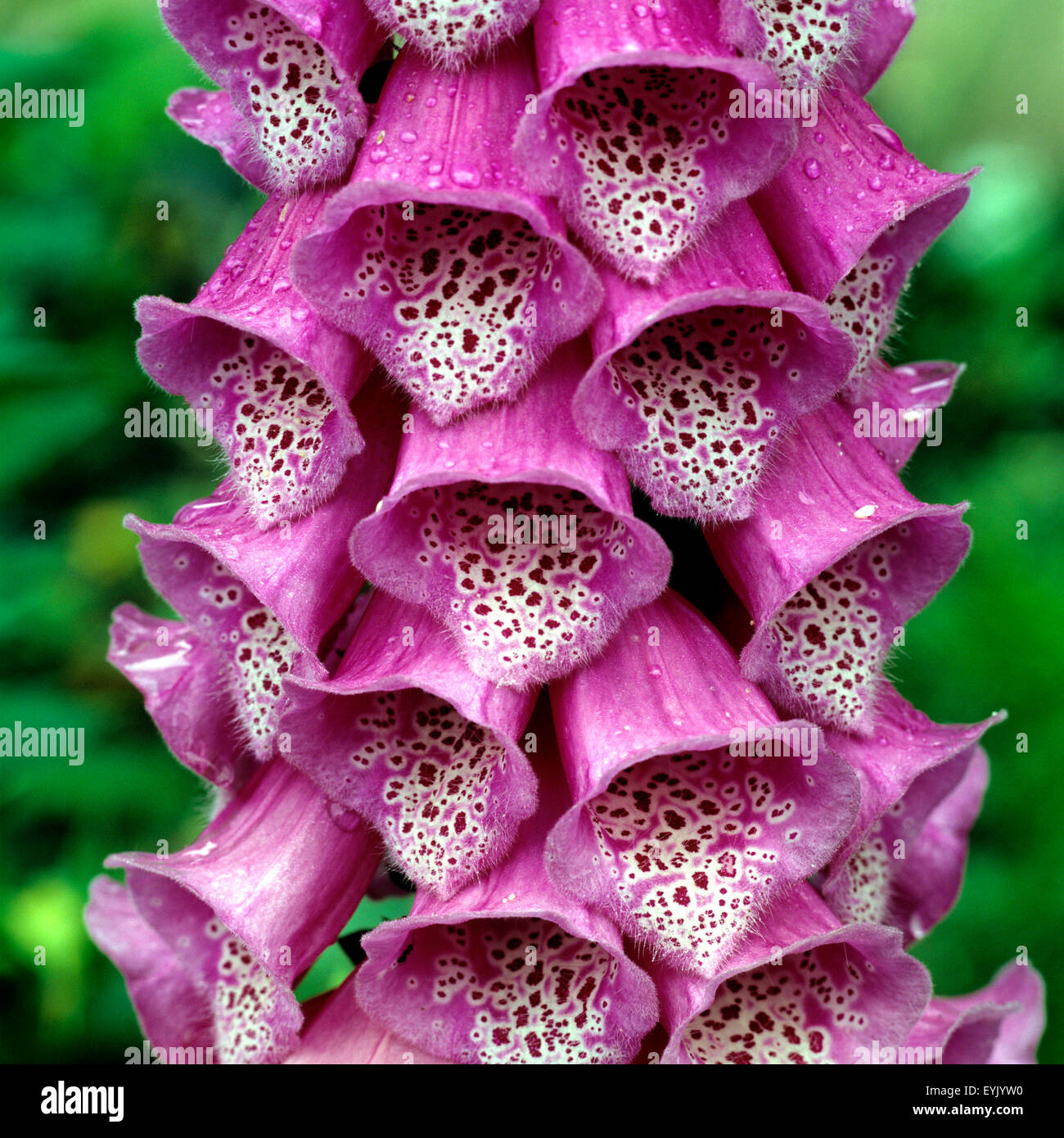 Fingerhut Teleflora Flowers