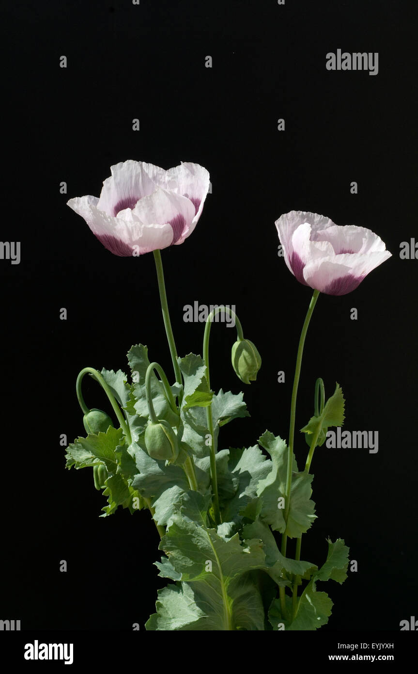 Schlafmohn, Papaver, somniferum, Rauschmittel Stock Photo - Alamy