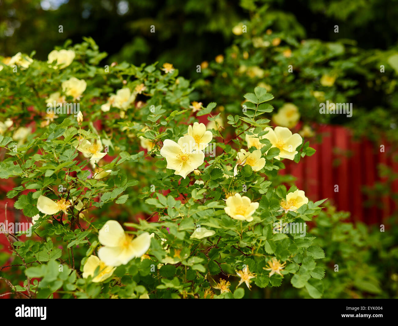 Bloom of a rose hi-res stock photography and images - Alamy