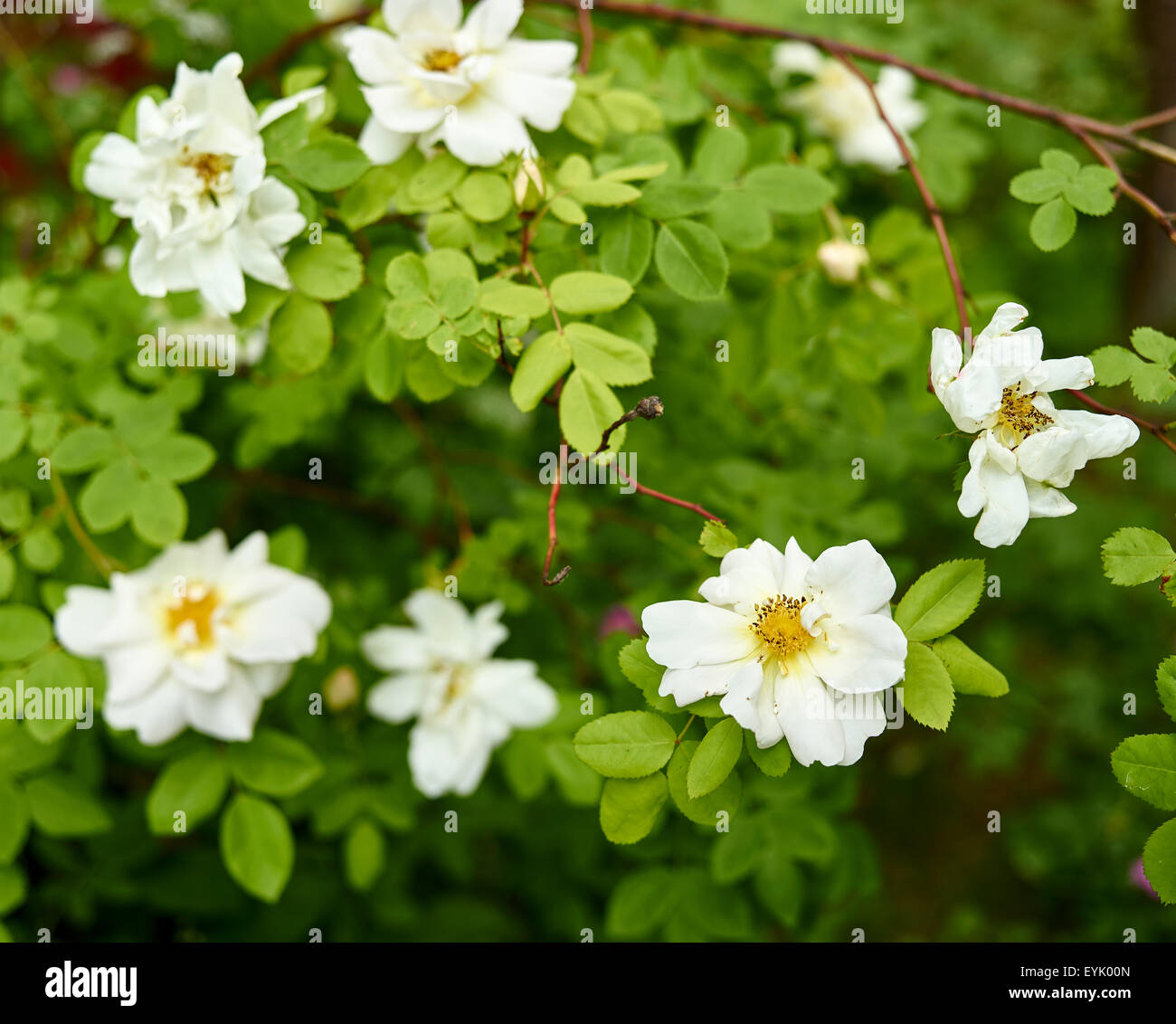 Roses in bloom in a rose garden in south Finland Stock Photo - Alamy