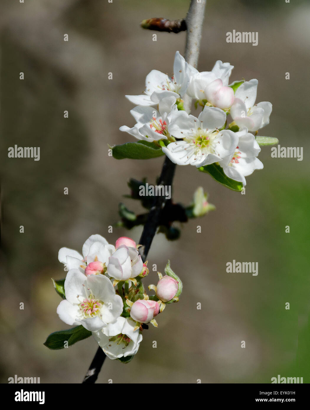 Monferrato, Piedmont, Italy: apple trees in blossom Stock Photo - Alamy
