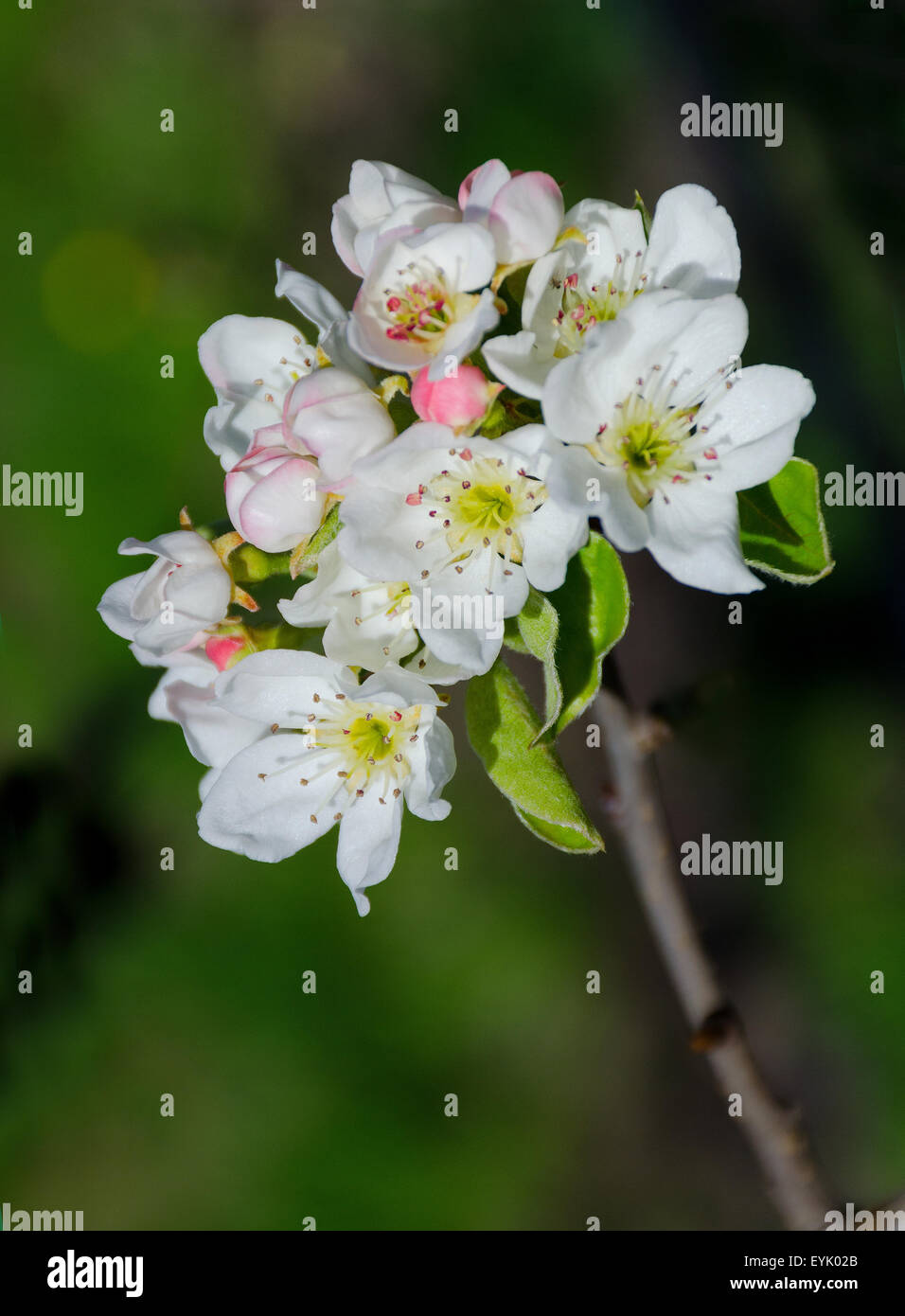 Monferrato, Piedmont, Italy: apple trees in blossom Stock Photo - Alamy