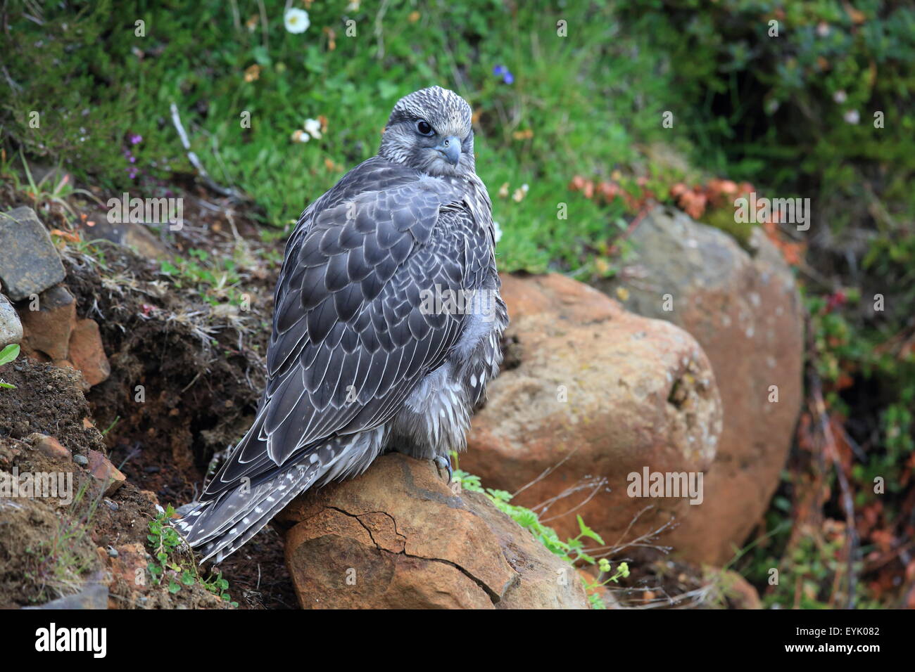 young Gyrfalcon Gerfalcon Iceland Stock Photo - Alamy