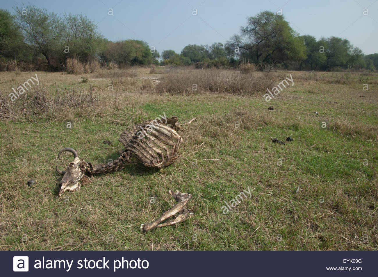 Dead Cattle Landscape Stock Photos & Dead Cattle Landscape Stock Images ...