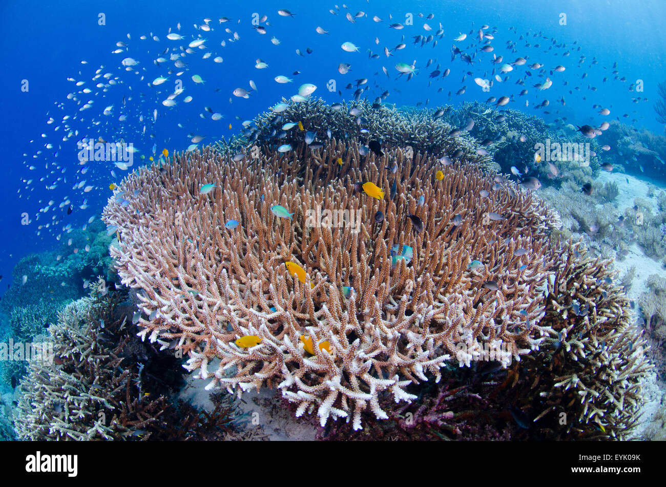Hard corals, Acropora sp., and small tropical fish in the shallows of ...
