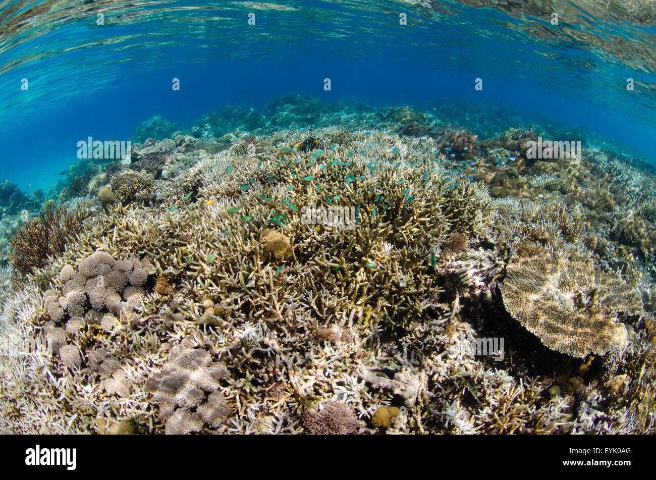 Hard corals, Acropora sp., and small tropical fish in the shallows of ...