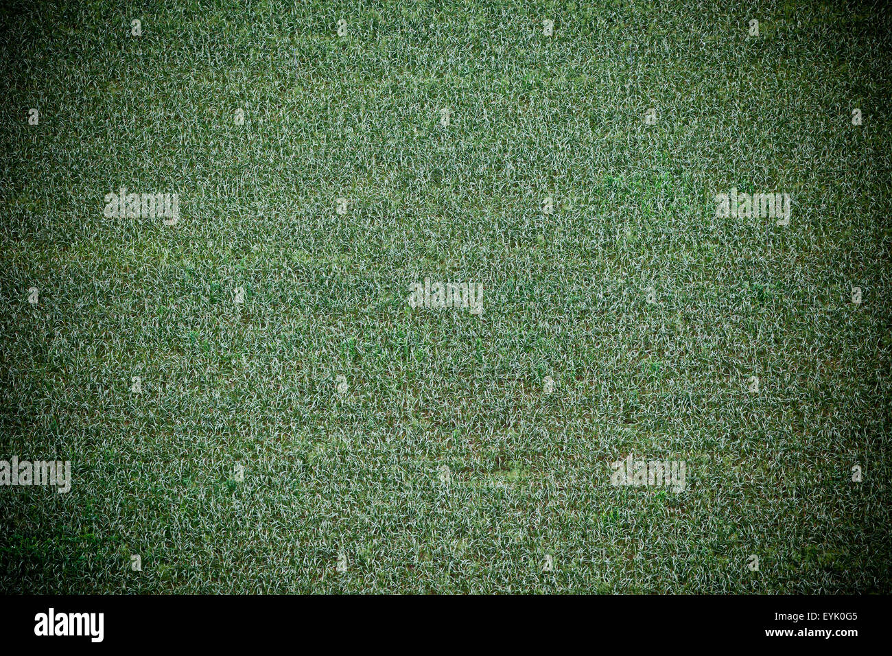 Green cultivated field, top view. Horizontal shot Stock Photo - Alamy