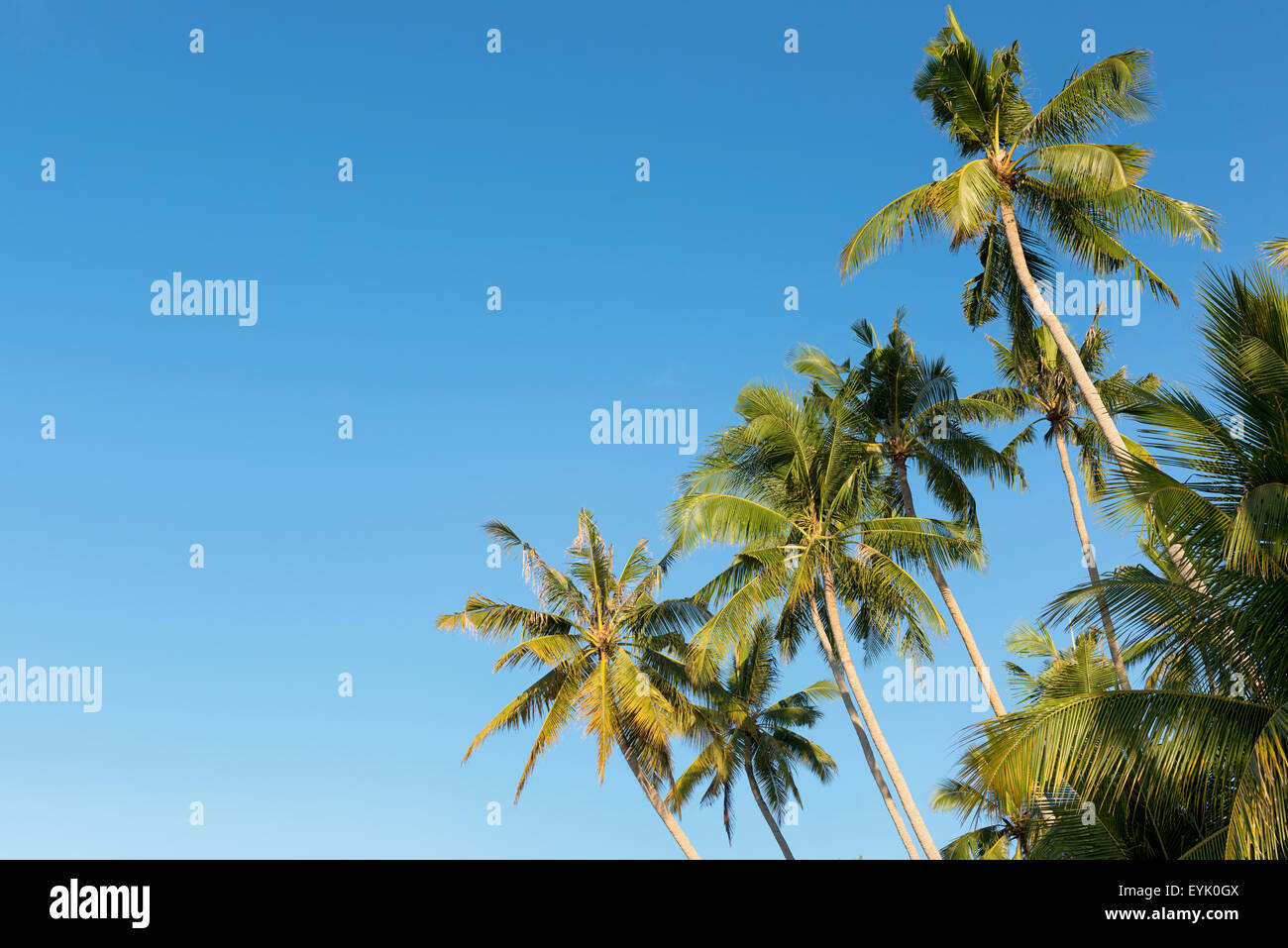Palm trees in the morning light Stock Photo - Alamy