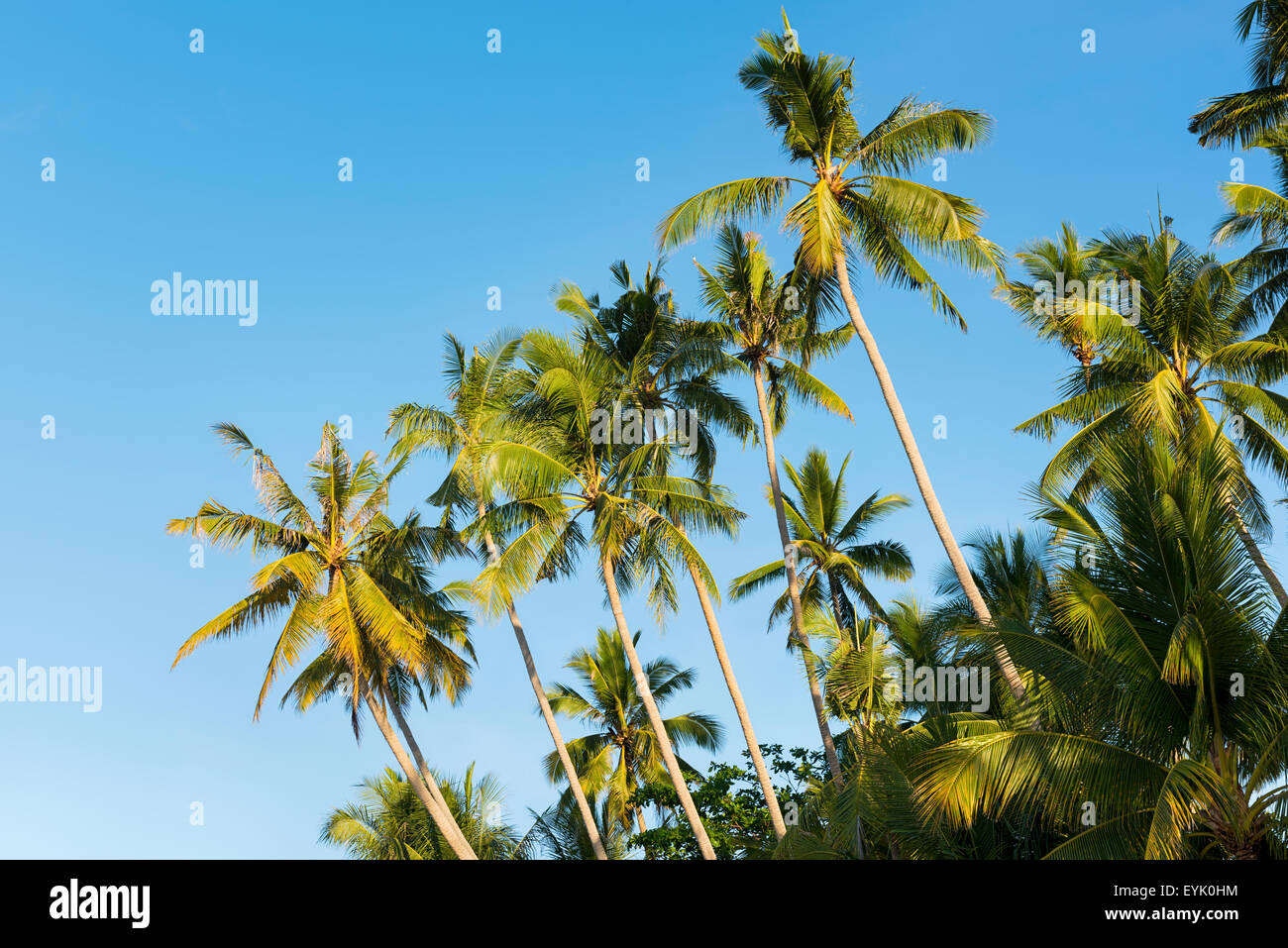 Palm trees in the morning light Stock Photo - Alamy
