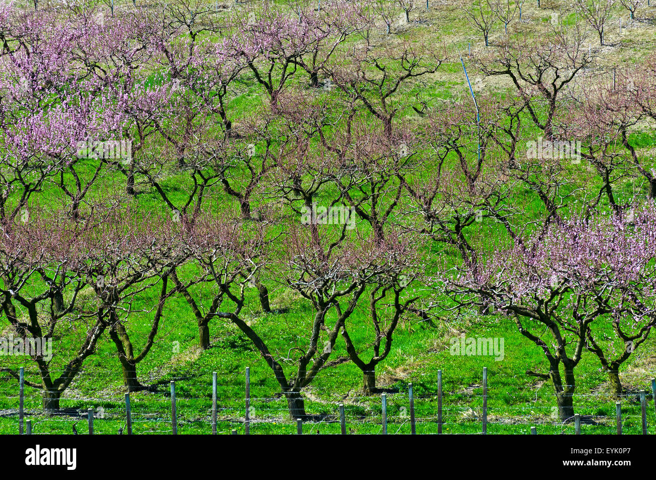 Piedmont,Italy, Roero: peach tree in bloom Stock Photo - Alamy