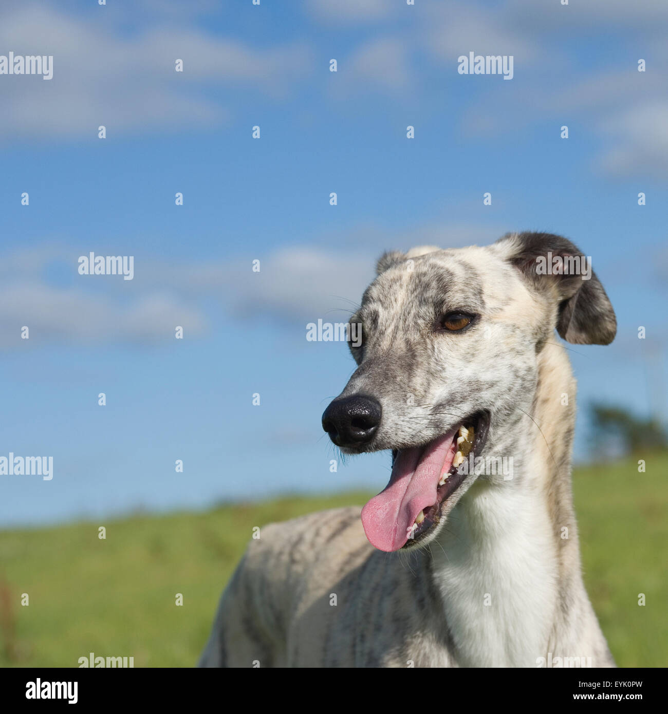 Lurcher Hunting High Resolution Stock Photography and Images - Alamy