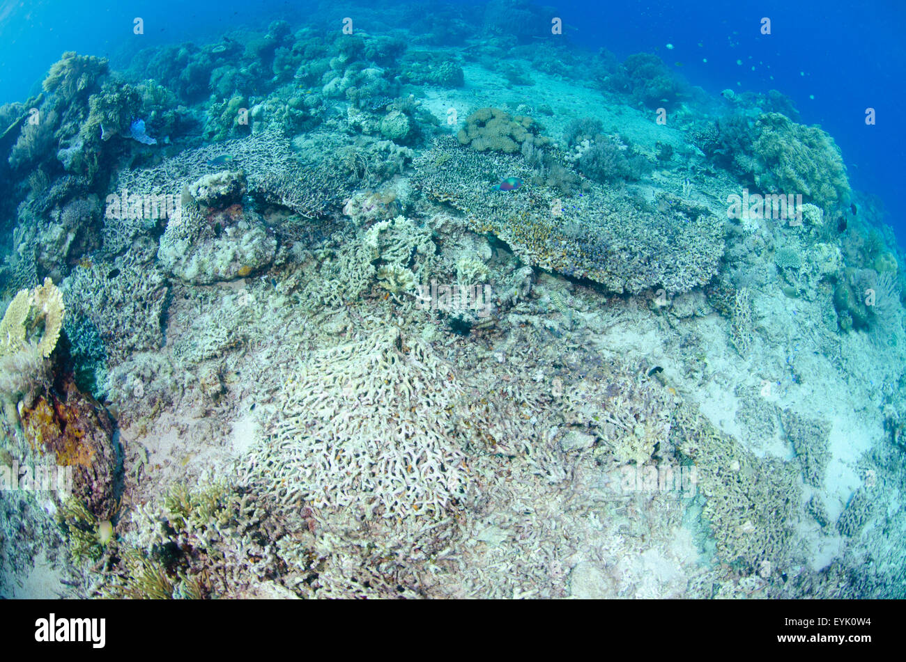 Coral reef damage hi-res stock photography and images - Alamy