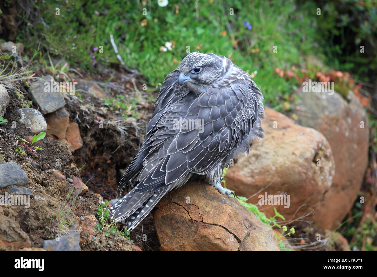 young Gyrfalcon Gerfalcon Iceland Stock Photo - Alamy