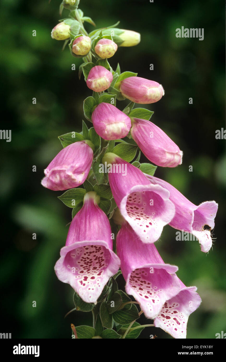 Fingerhut native plant flower hi-res stock photography and images - Alamy