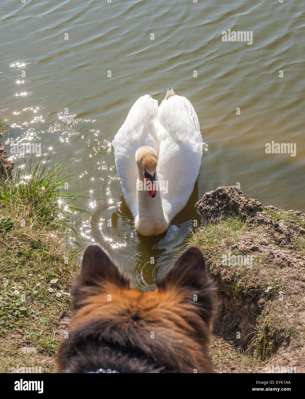 German Shepherd meets Swan Stock Photo - Alamy