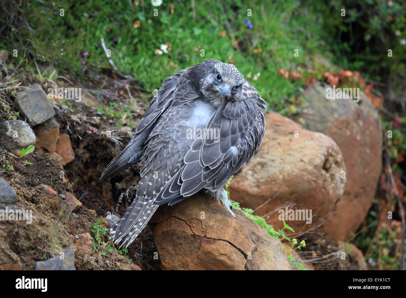 Iceland gerfalcon hi-res stock photography and images - Alamy