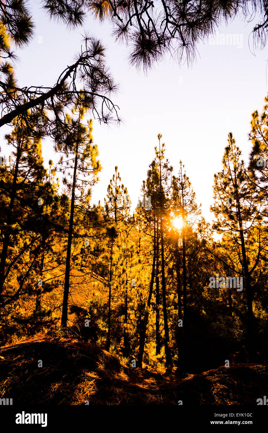Morning Scene in the Forest Stock Photo - Alamy