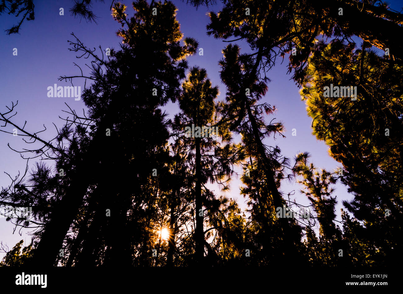 Morning Scene in the Forest Stock Photo - Alamy