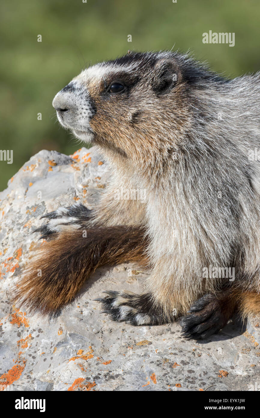 Hoary head hi-res stock photography and images - Alamy