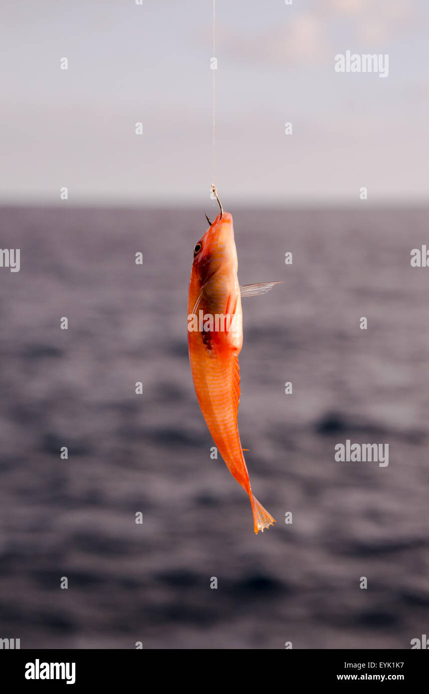 One Sea Fish Hooked Stock Photo - Alamy