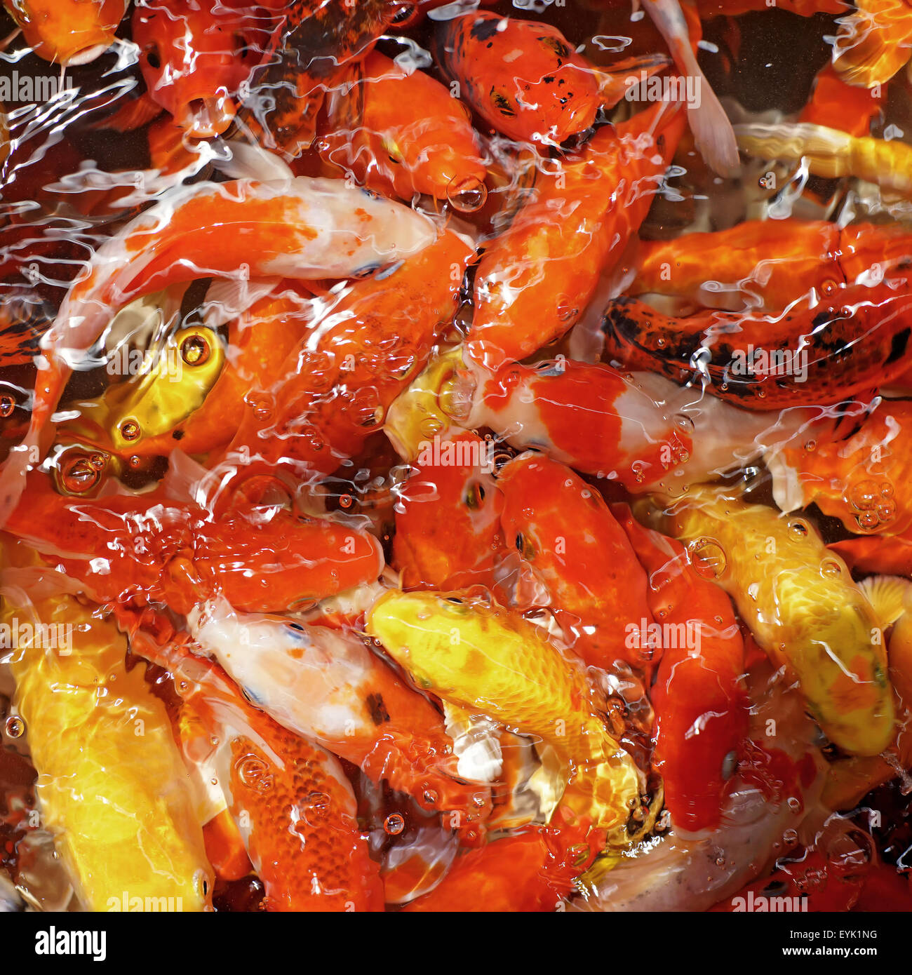 Fancy koi hi-res stock photography and images - Alamy