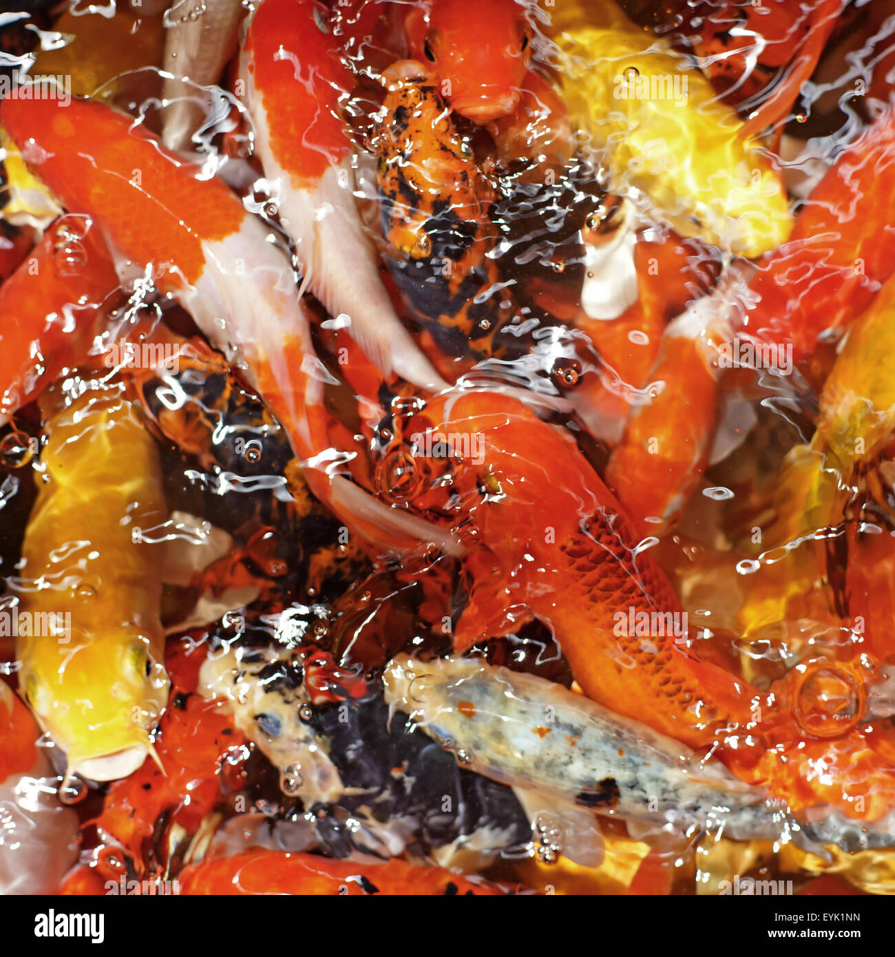 fancy carp or koi fish in pond Stock Photo - Alamy