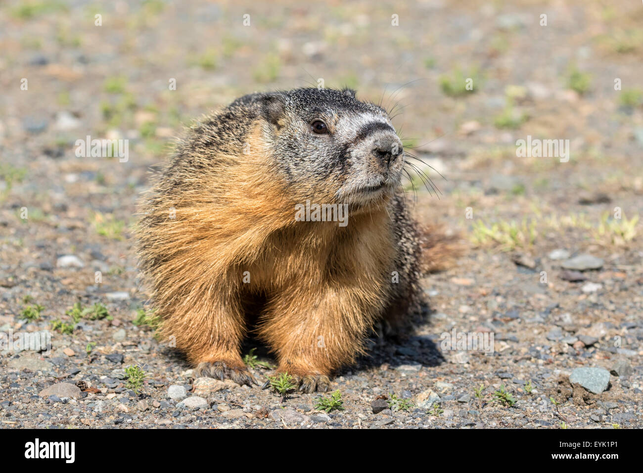 Yellow bellied Marmot - Marmota flaviventris Stock Photo - Alamy
