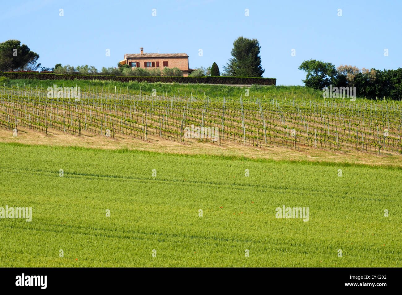 A farmhouse and vineyard Stock Photo - Alamy