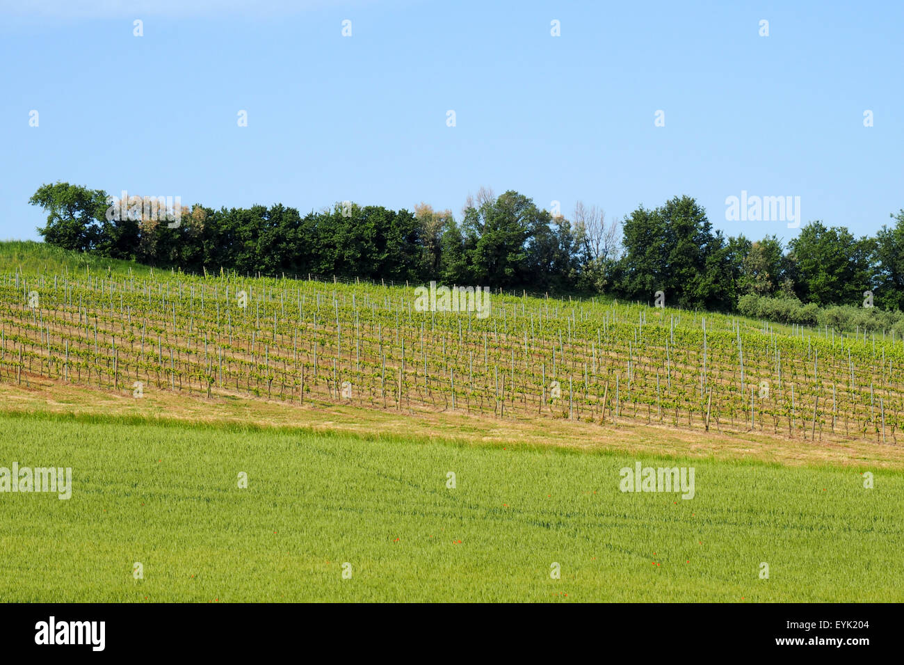A vineyard and green grassy field Stock Photo - Alamy