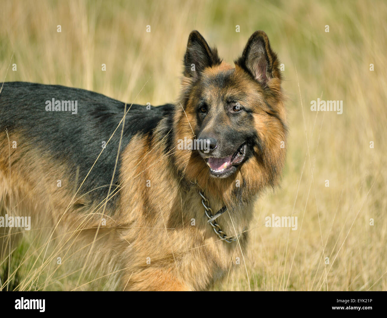 German Shepherd in Grass Stock Photo - Alamy