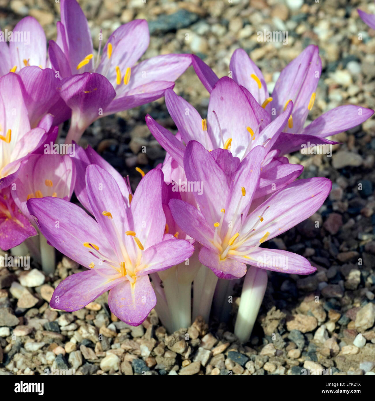 Herbstzeitlose, Colchicum autumnale Stock Photo - Alamy