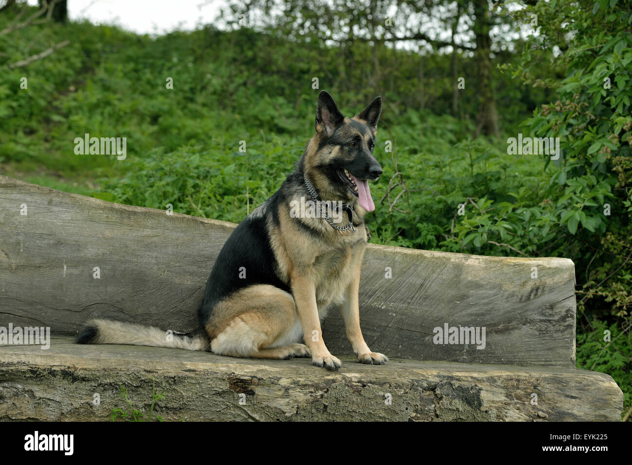 German Shepherd taking a rest on a bench Stock Photo - Alamy