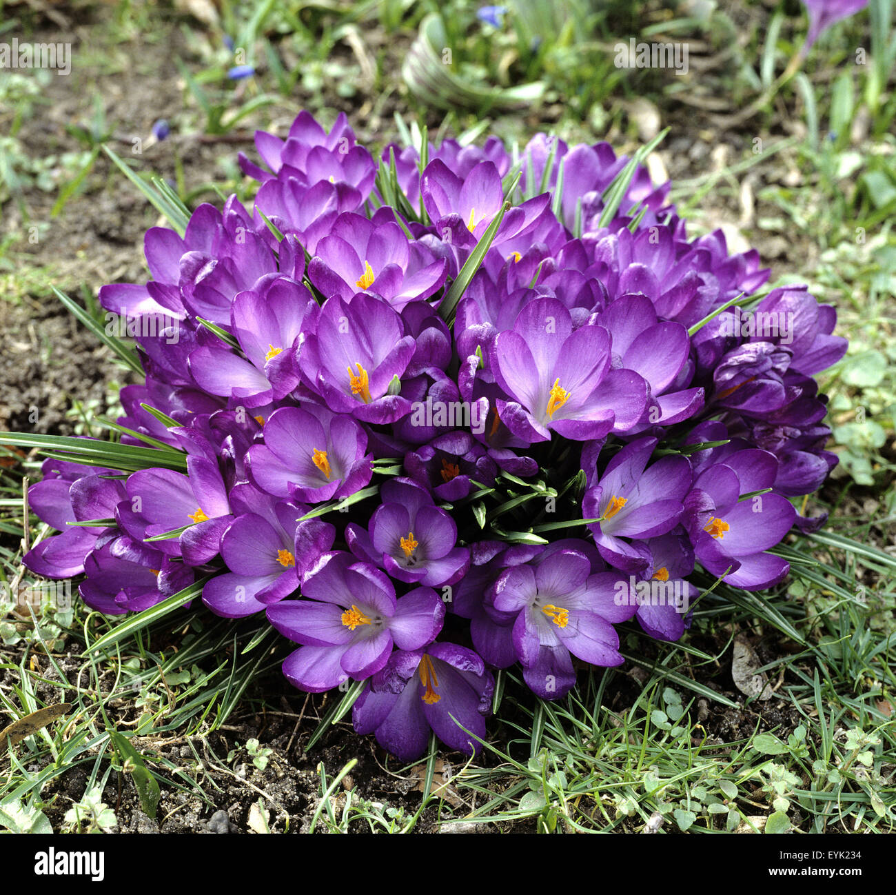 Gartenkrokus, Krokus, Crocus, Vernus Stock Photo - Alamy