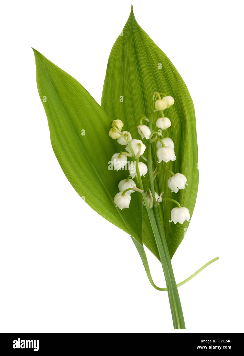 Leaves of maigloeckchen hi-res stock photography and images - Alamy