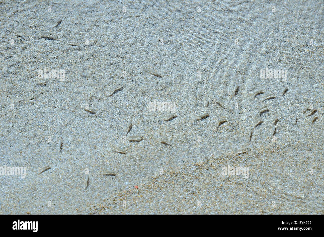 Minnows hi-res stock photography and images - Alamy