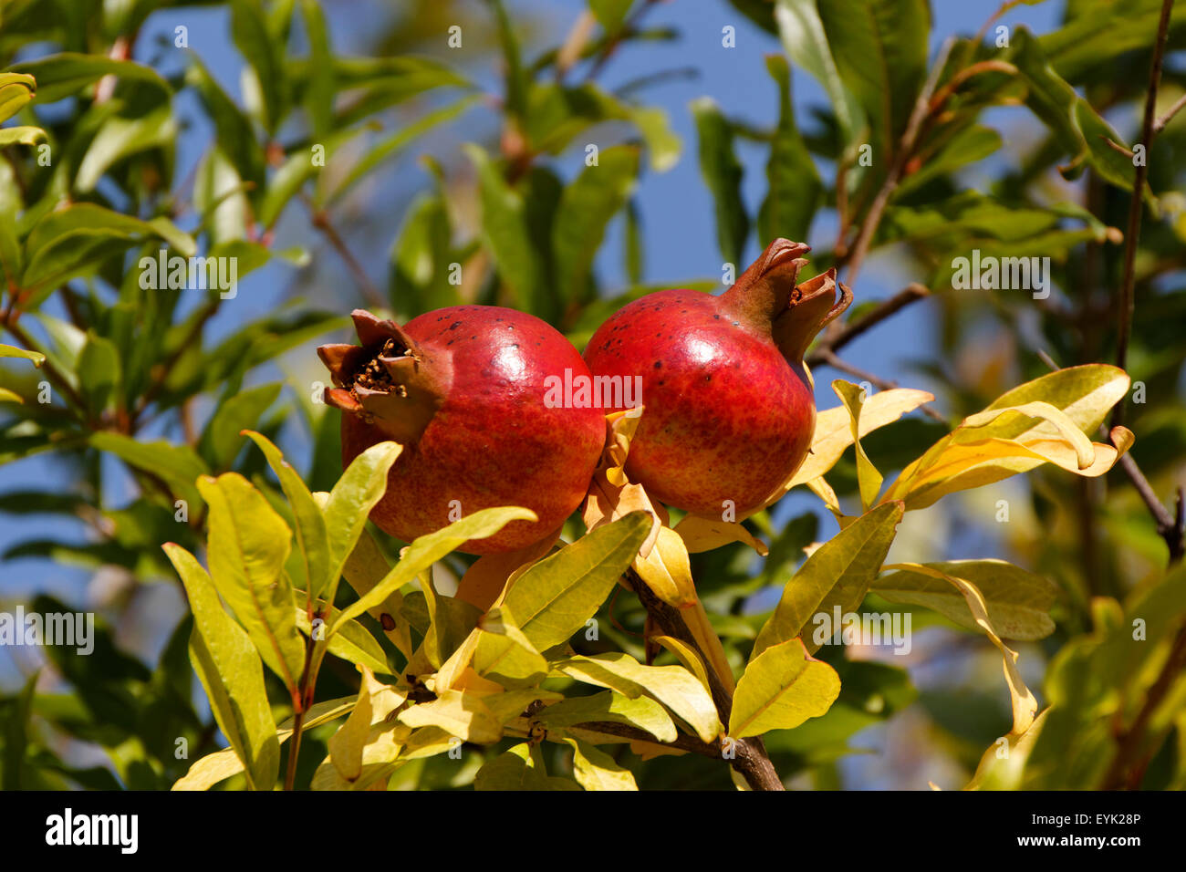 Grenade Tree High Resolution Stock Photography and Images - Alamy