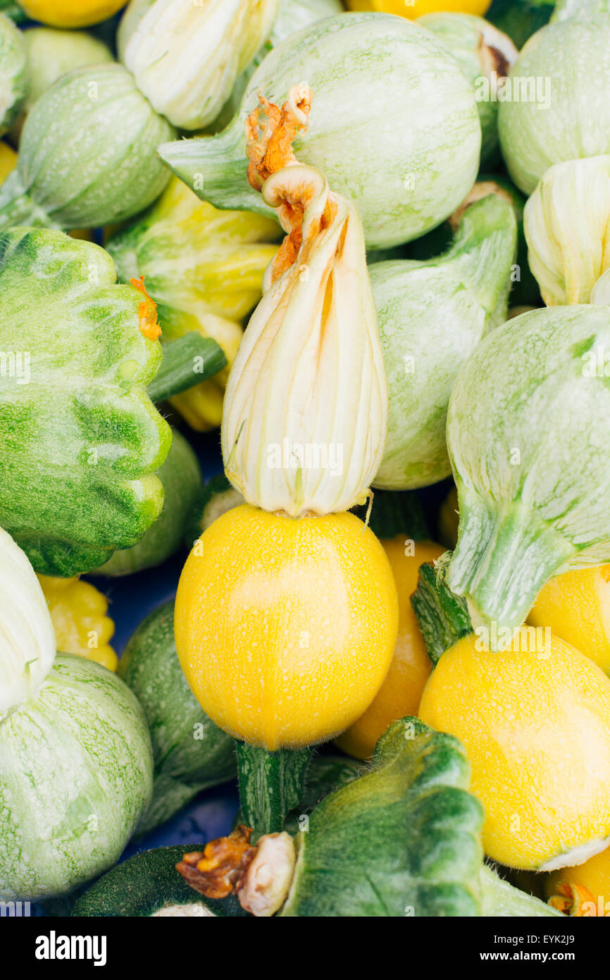 Fresh yellow squash with blossom Stock Photo - Alamy