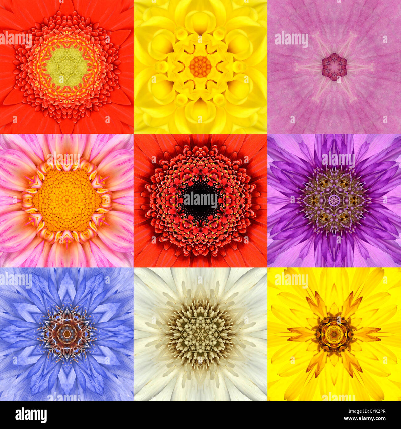 Collection Set of Nine Concentric Flower Mandalas. Full Frame Flower ...